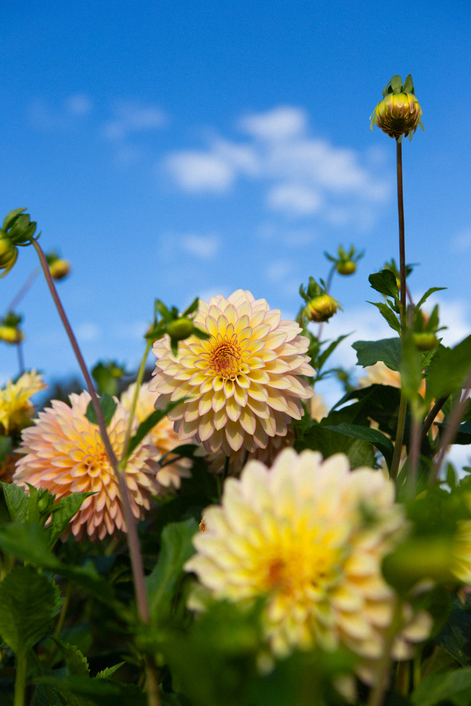Our Bloomquist Collection – Moore Blooms Dahlias