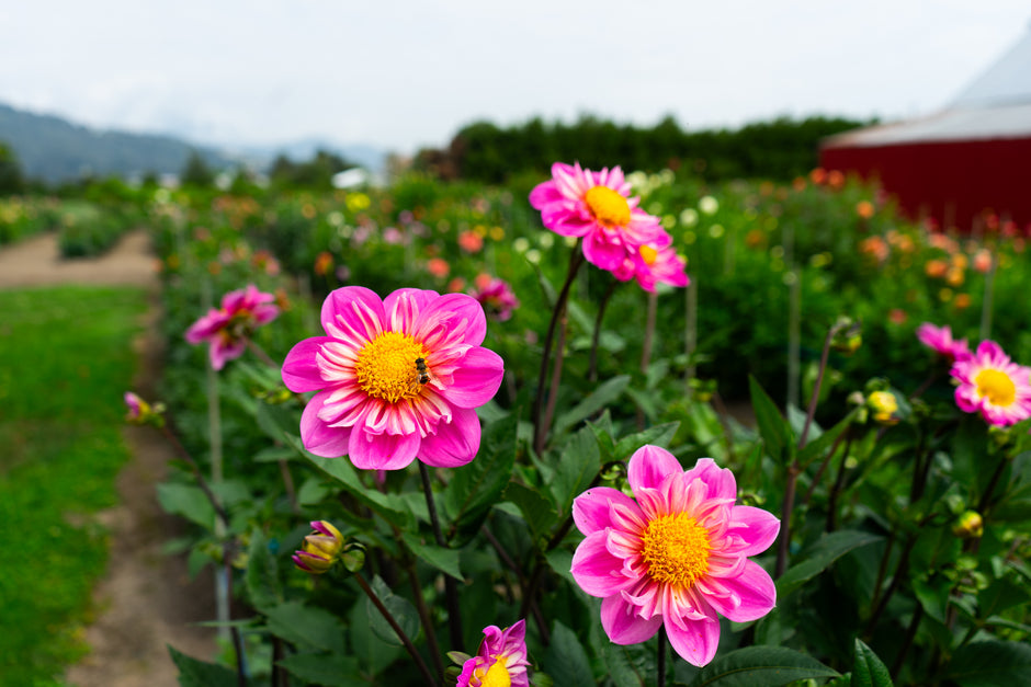 Our Bloomquist Collection – Moore Blooms Dahlias
