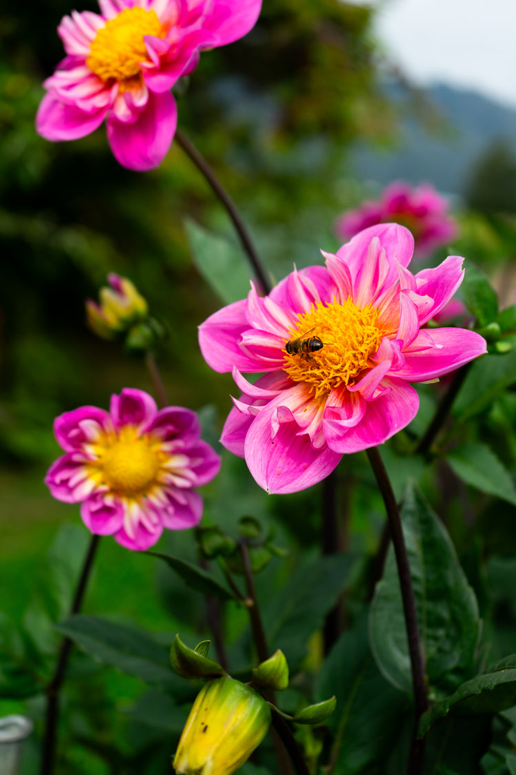 Our Bloomquist Collection – Moore Blooms Dahlias