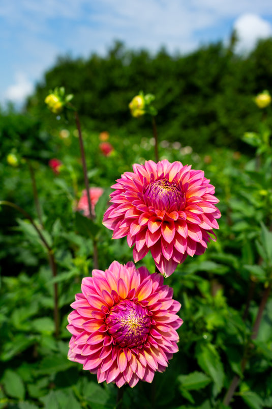 Our Bloomquist Collection – Moore Blooms Dahlias