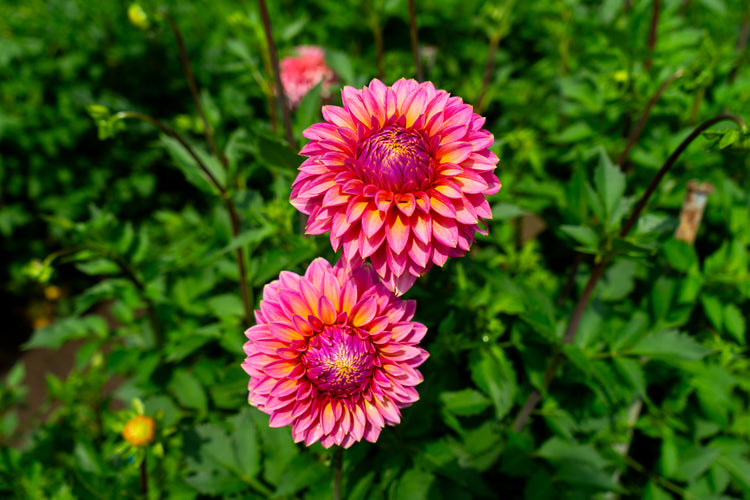 Our Bloomquist Collection – Moore Blooms Dahlias