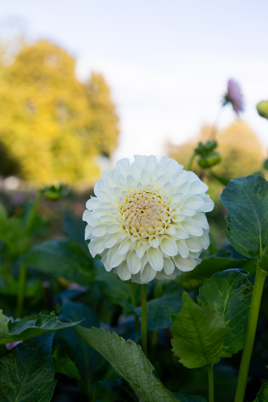 Our Bloomquist Collection – Moore Blooms Dahlias