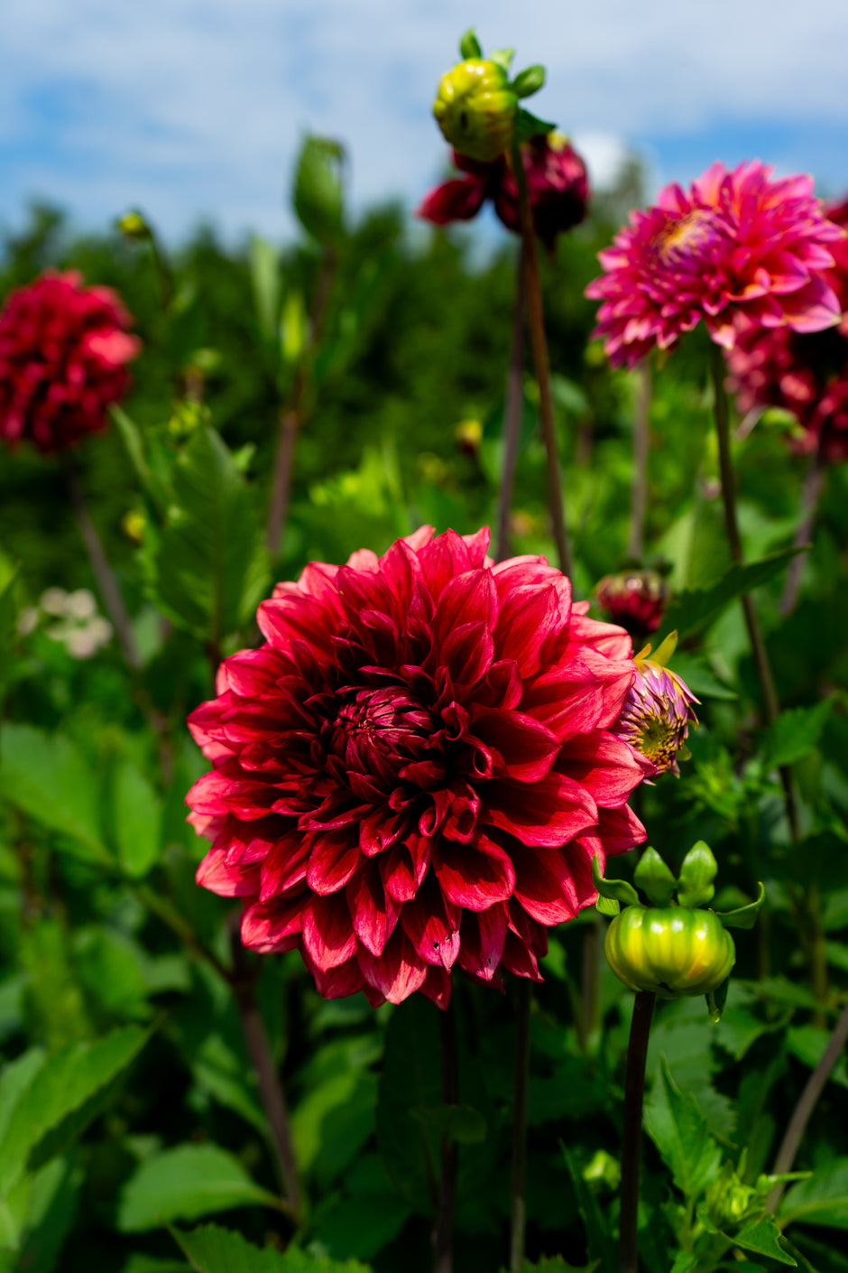 Our Bloomquist Collection – Moore Blooms Dahlias