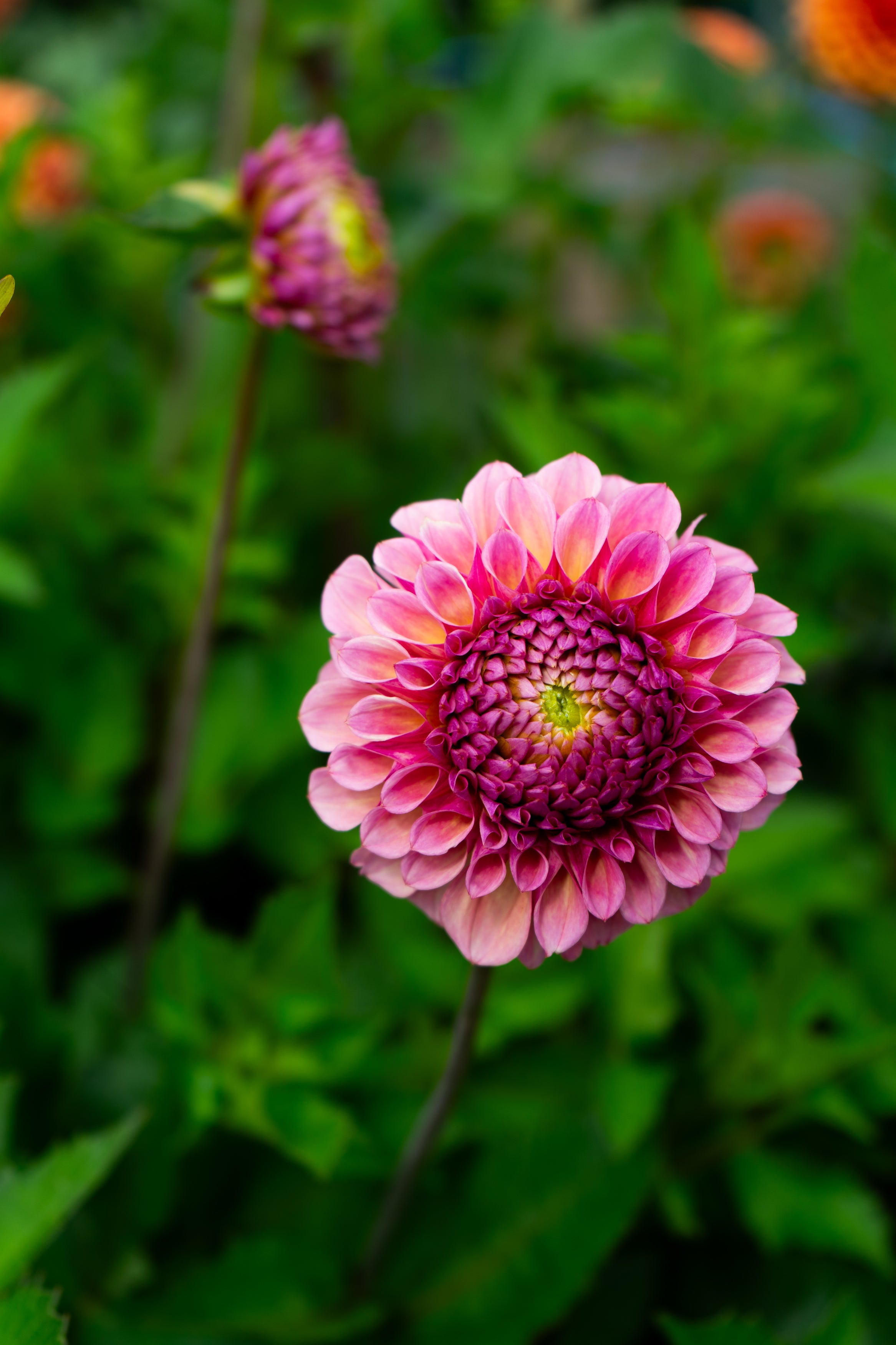 Bracken Rose – Moore Blooms Dahlias