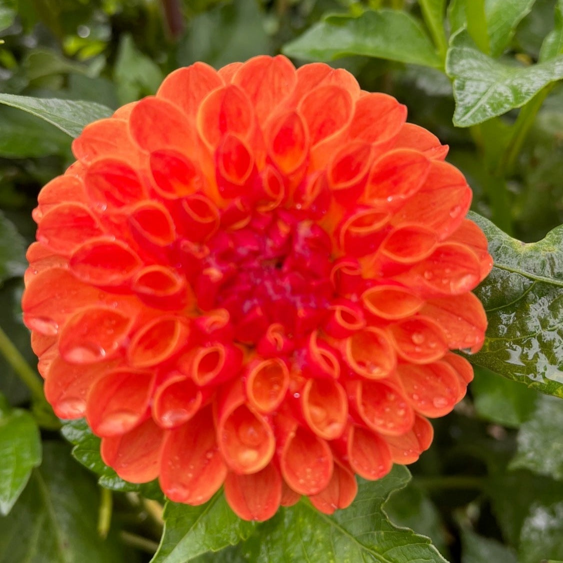 Jowey Chantal – Moore Blooms Dahlias