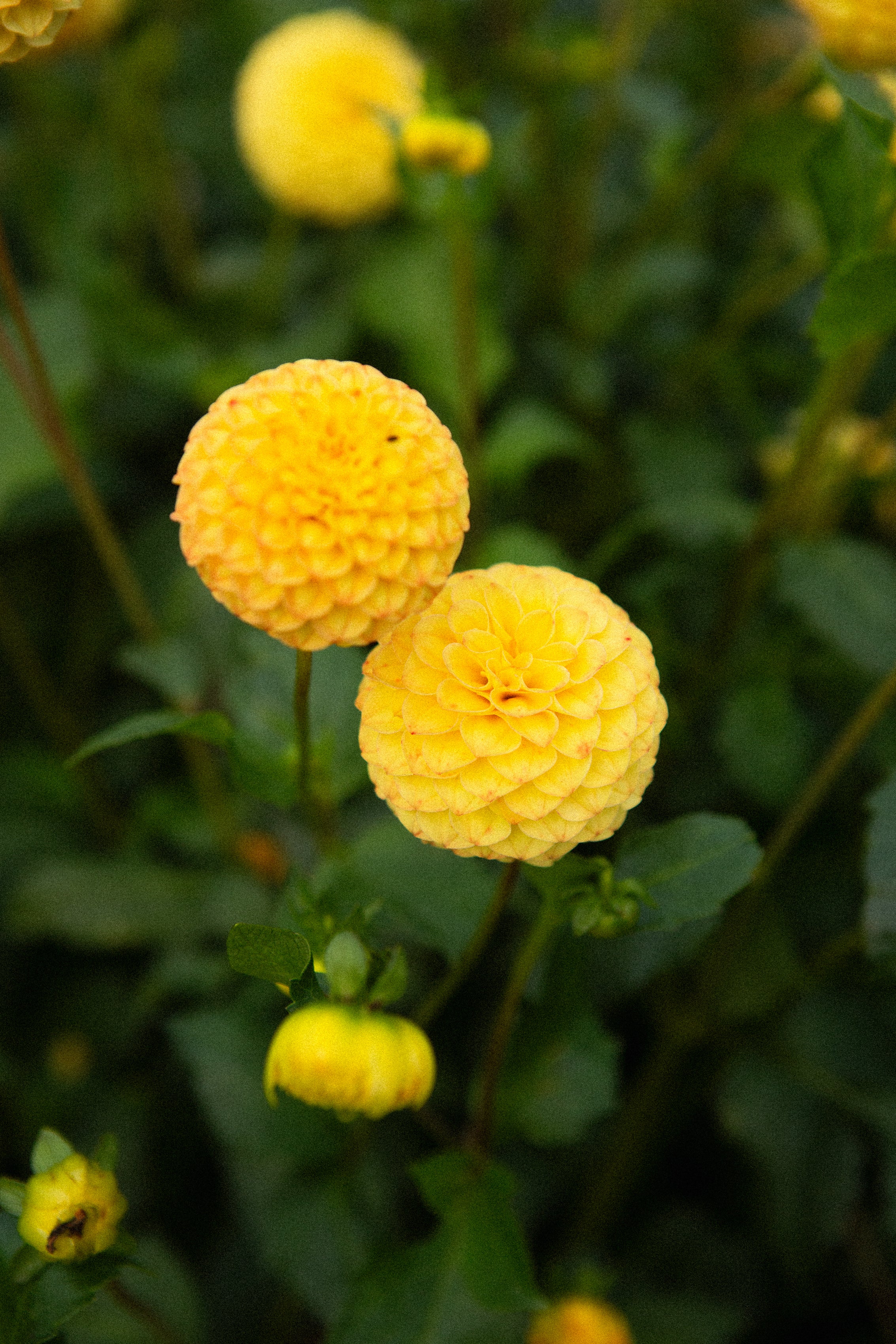 Irish Gnome – Moore Blooms Dahlias