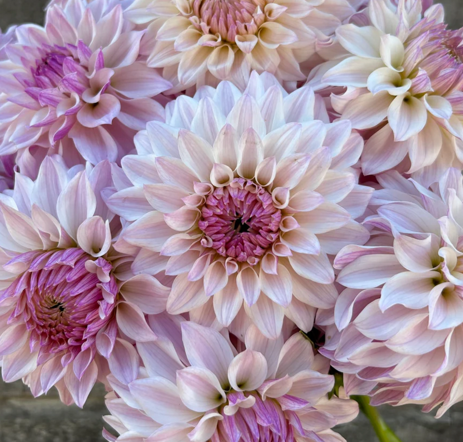 Our Bloomquist Collection – Moore Blooms Dahlias