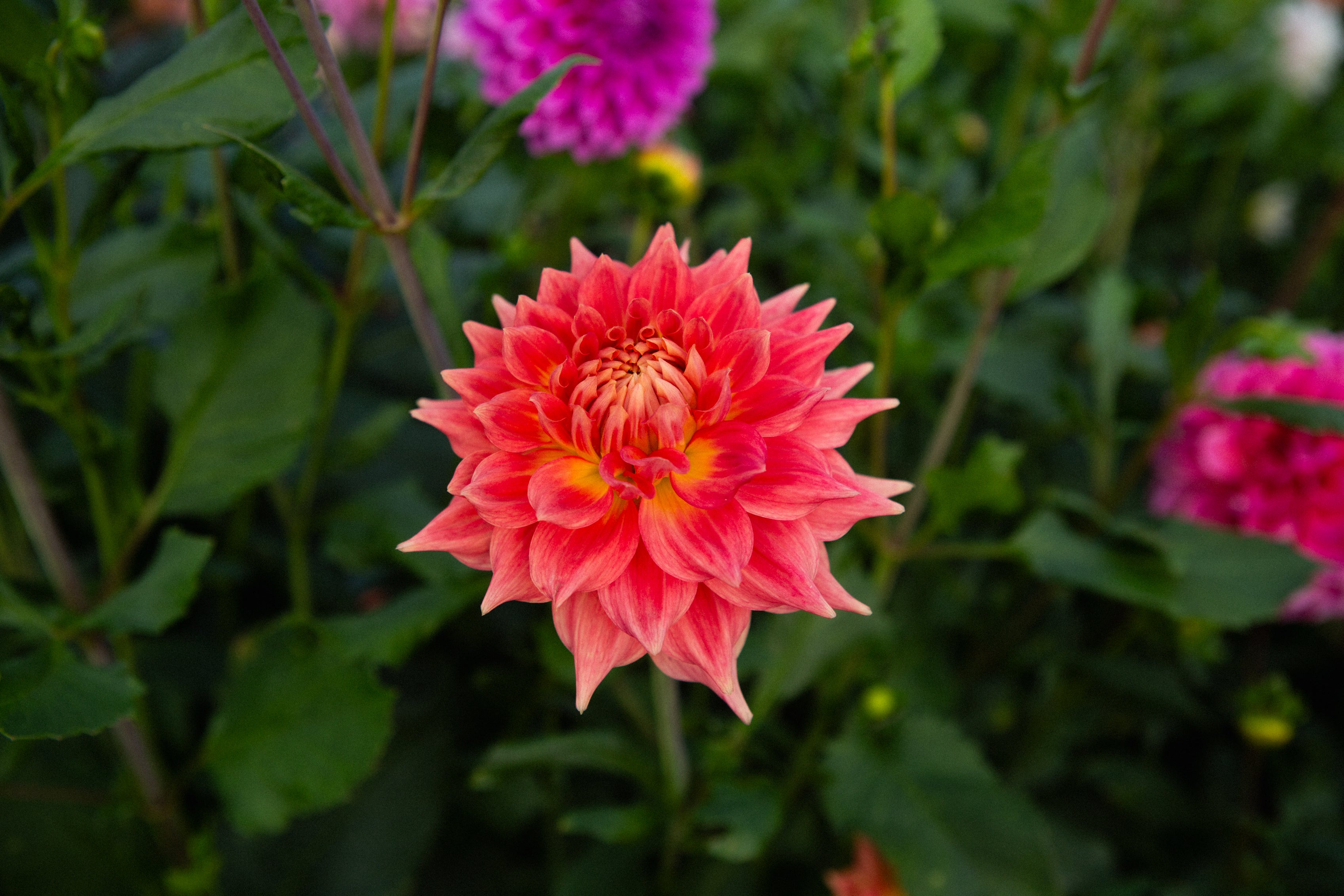 Amelia Jay – Moore Blooms Dahlias