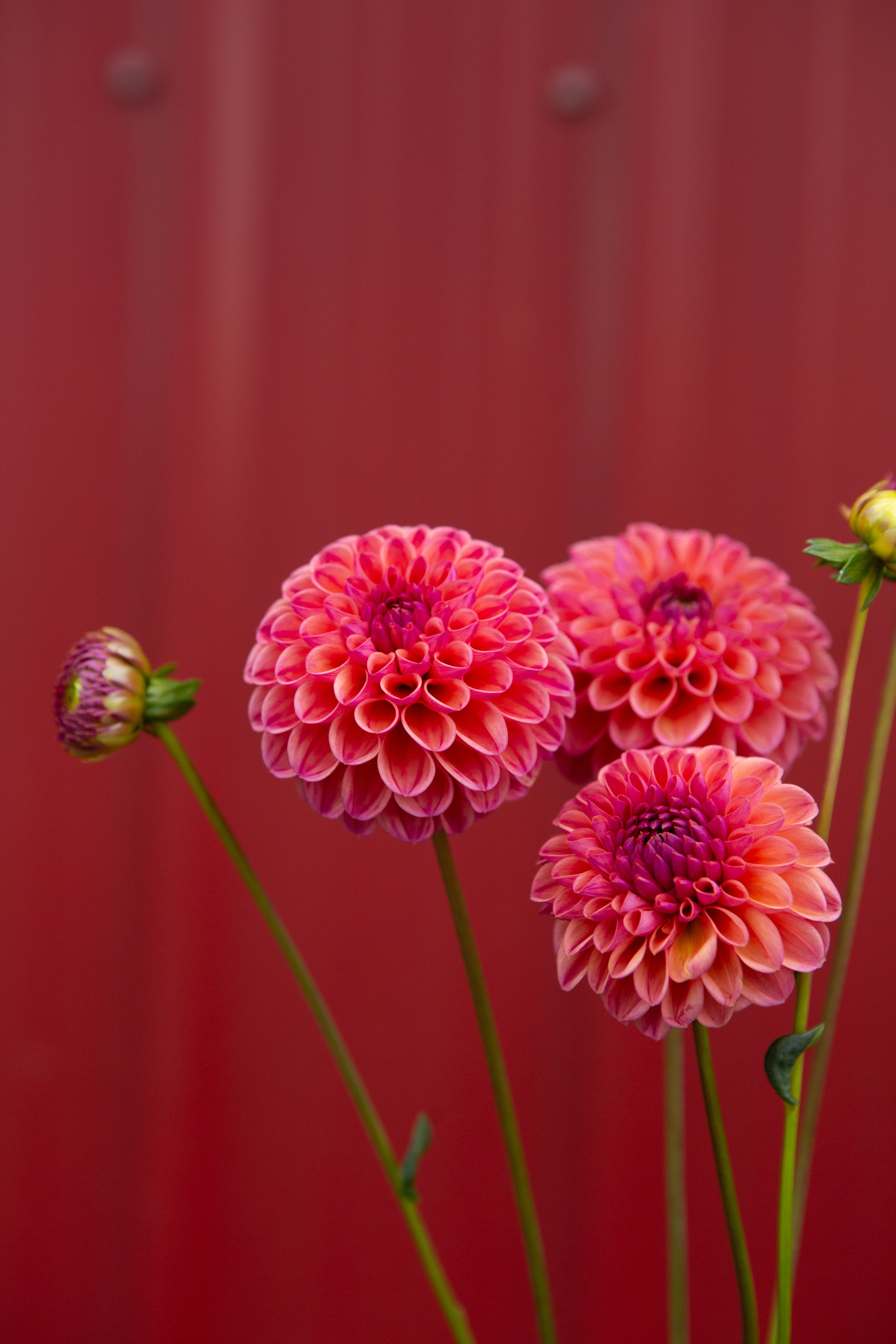 Amethyst Glow – Moore Blooms Dahlias