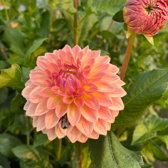 Our Bloomquist Collection – Moore Blooms Dahlias