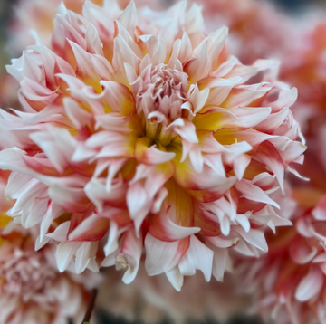 Our Bloomquist Collection – Moore Blooms Dahlias