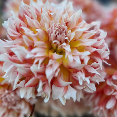 Our Bloomquist Collection – Moore Blooms Dahlias