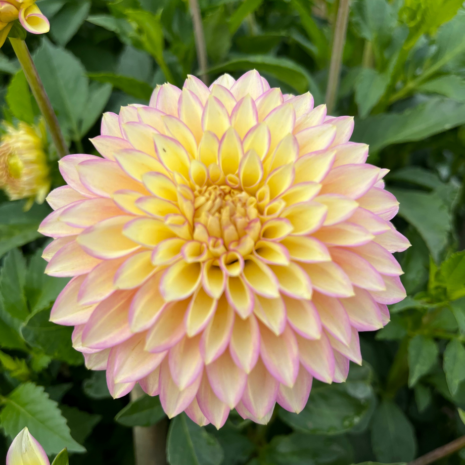 Our Bloomquist Collection – Moore Blooms Dahlias