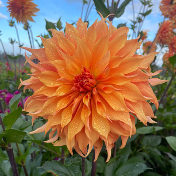 Our Bloomquist Collection – Moore Blooms Dahlias