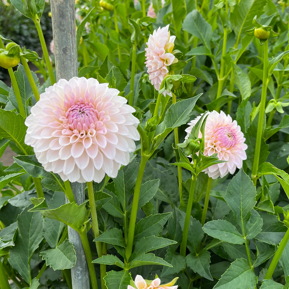 Our Bloomquist Collection – Moore Blooms Dahlias