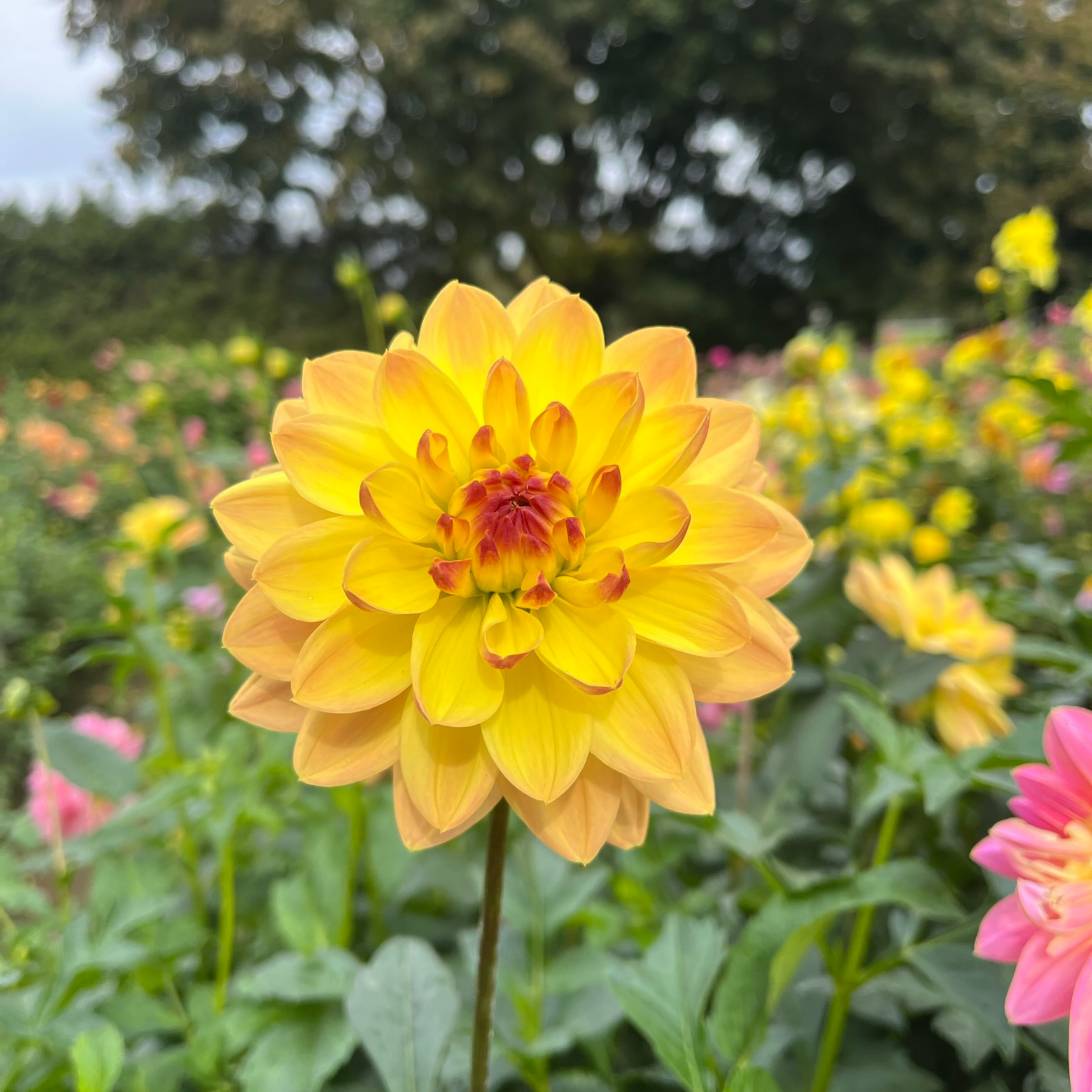 Bracken Lorelei – Moore Blooms Dahlias