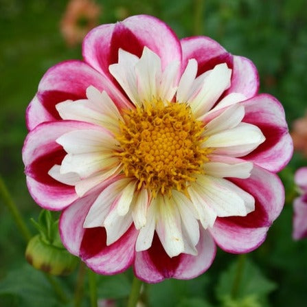 Bumble Rumble – Moore Blooms Dahlias