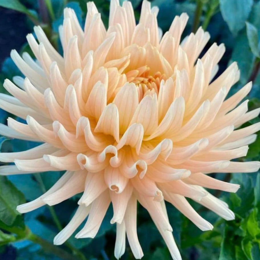Connie Grace – Moore Blooms Dahlias