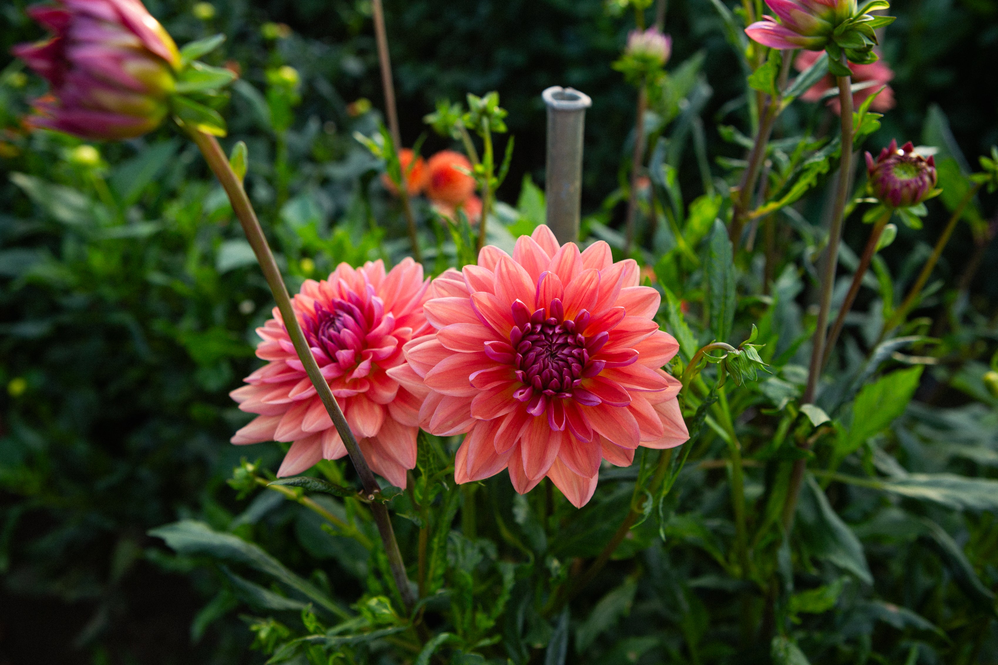 Dutch Pearl – Moore Blooms Dahlias