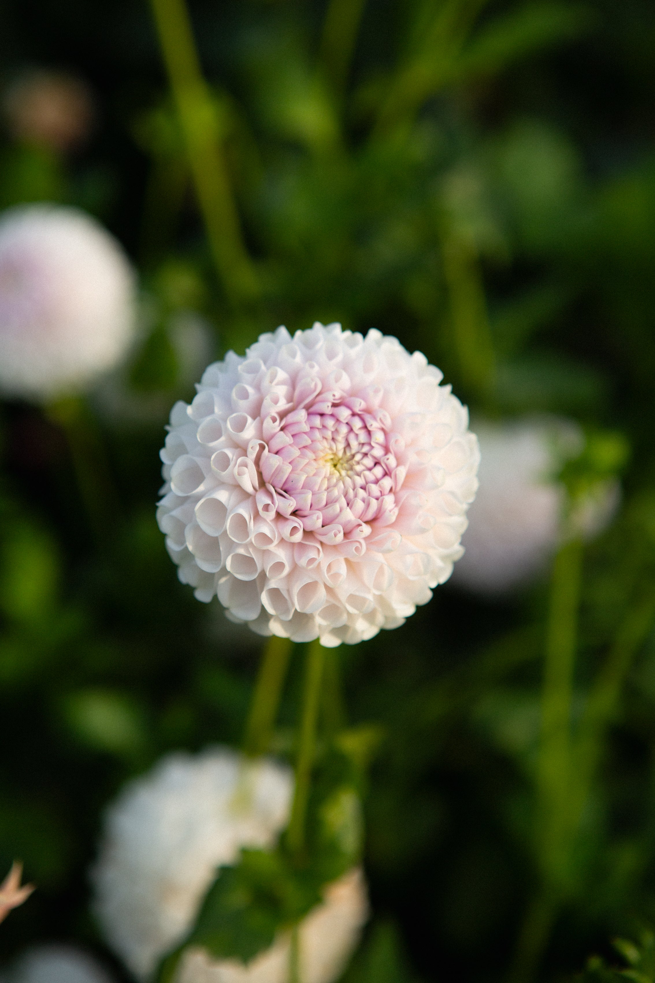 Irish Erin (Limit 1) – Moore Blooms Dahlias