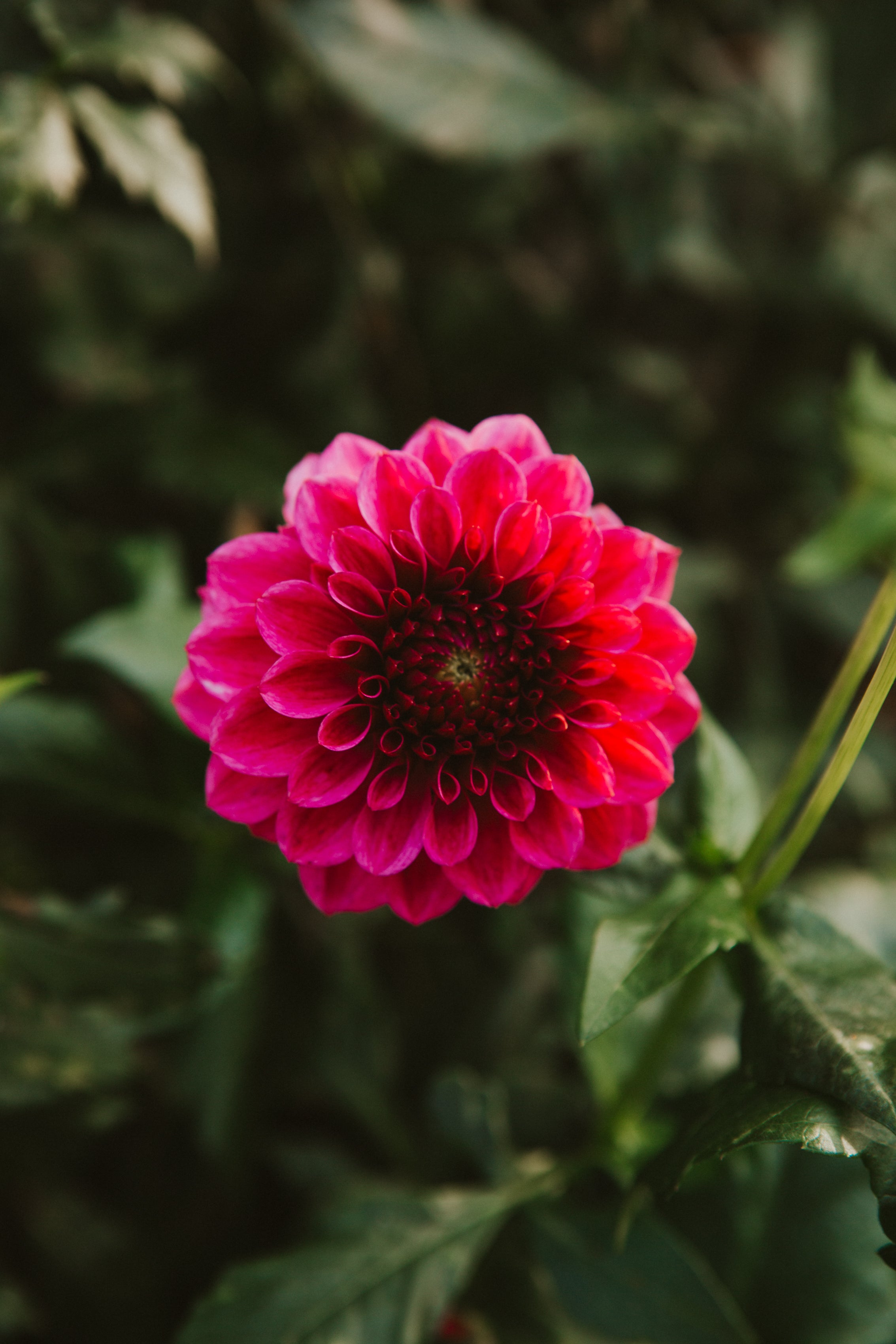 Jowey Veronique – Moore Blooms Dahlias