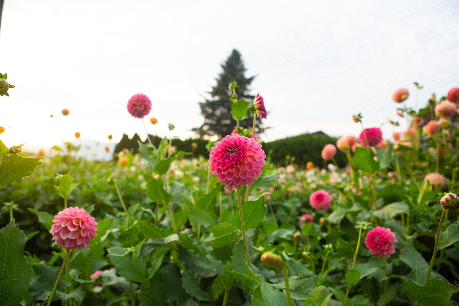 Pink Suffusion – Moore Blooms Dahlias