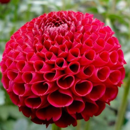 Our Bloomquist Collection – Moore Blooms Dahlias