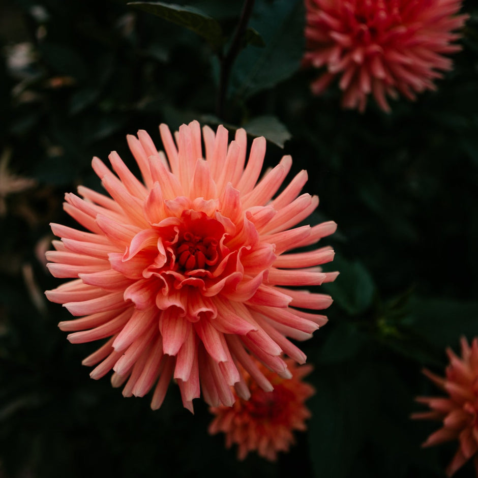 Our Bloomquist Collection – Moore Blooms Dahlias
