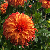 Our Bloomquist Collection – Moore Blooms Dahlias