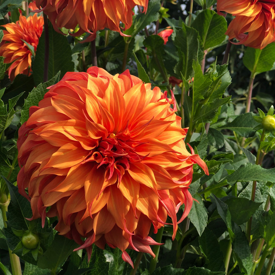 Our Bloomquist Collection – Moore Blooms Dahlias