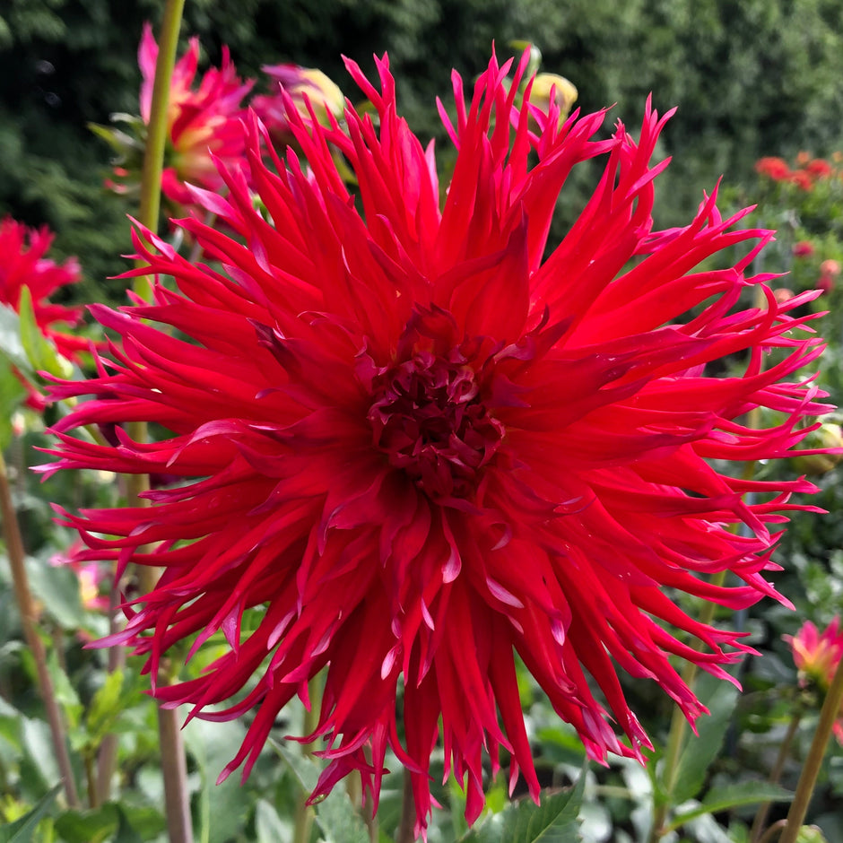 Our Bloomquist Collection – Moore Blooms Dahlias