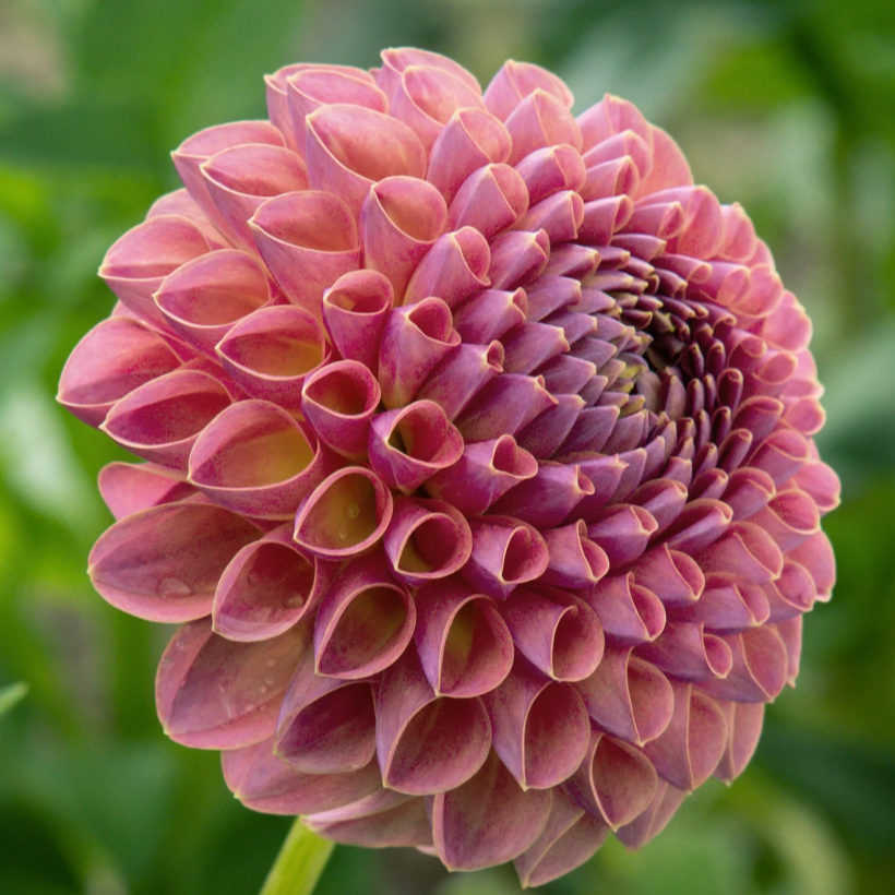 Jowey Winnie – Moore Blooms Dahlias